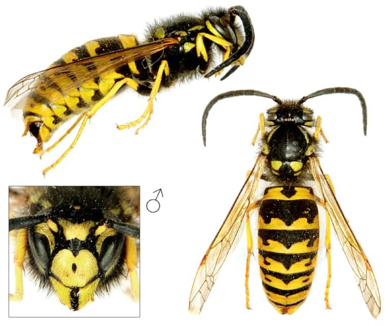 Duitse wesp (Vespula germanica): nut, kenmerken en meer