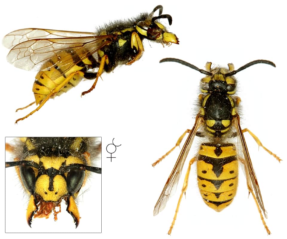 Duitse wesp (Vespula germanica): nut, kenmerken en meer