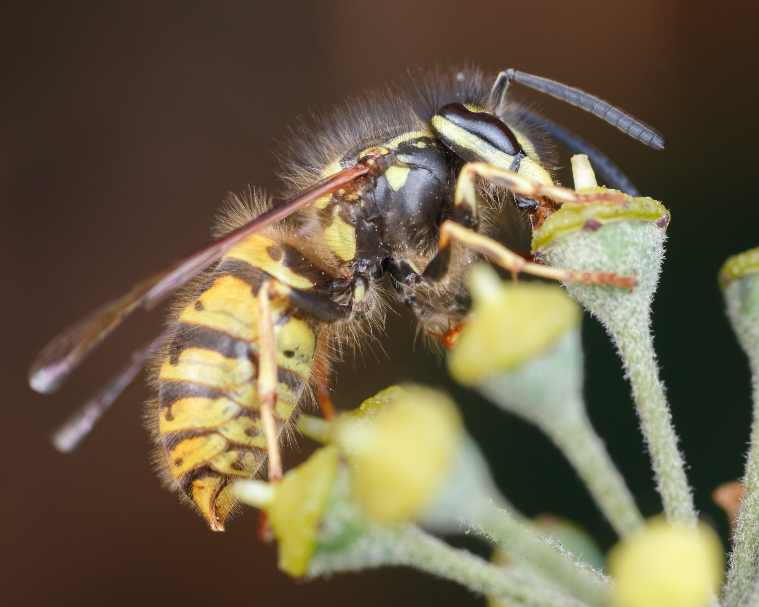 Duitse wesp (Vespula germanica): nut, kenmerken en meer