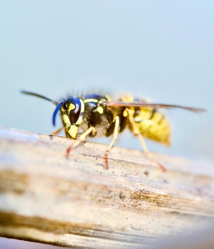 Gewone wesp (Vespula vulgaris): nut, kenmerken en meer