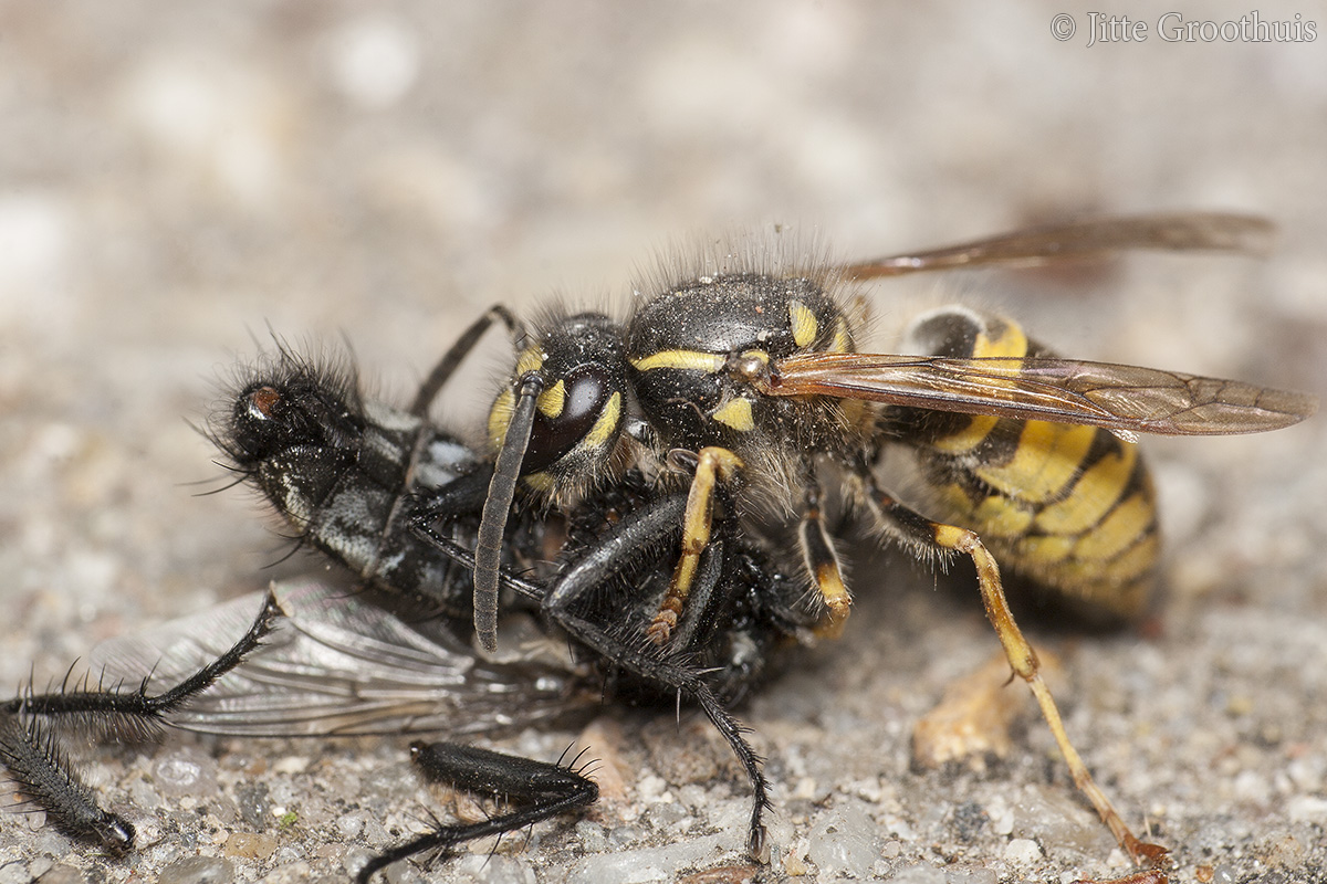 Gewone wesp (Vespula vulgaris): nut, kenmerken en meer