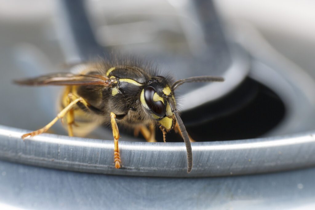 Gewone wesp (Vespula vulgaris): nut, kenmerken en meer