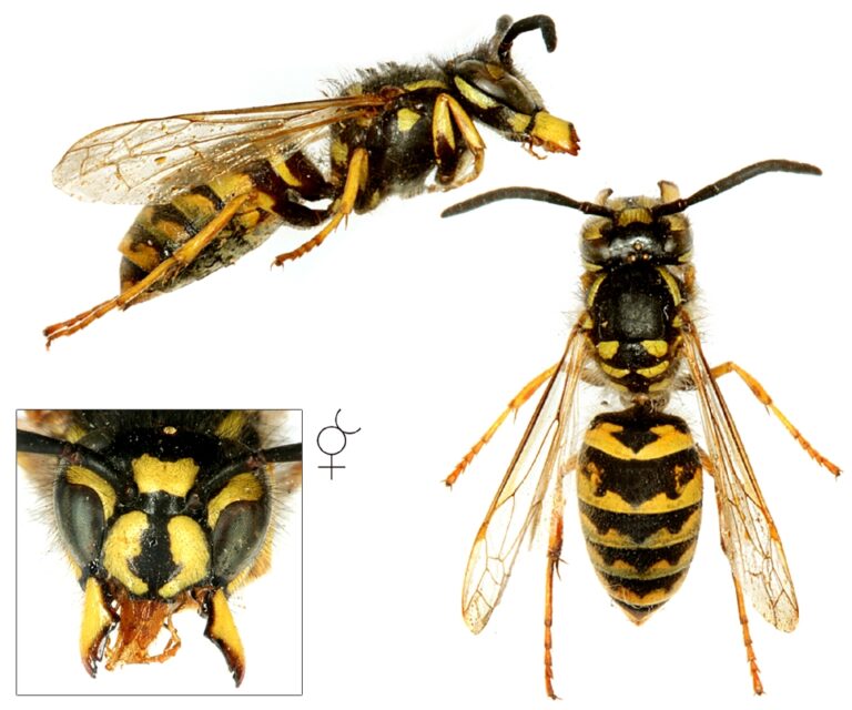 Gewone wesp (Vespula vulgaris): nut, kenmerken en meer