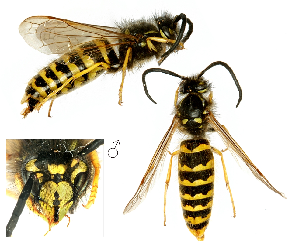 Gewone wesp (Vespula vulgaris): nut, kenmerken en meer