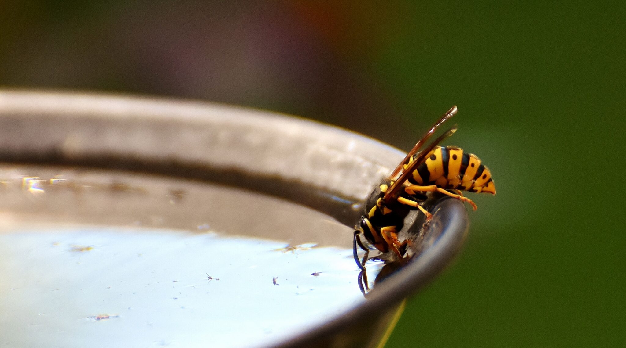 Duitse wesp (Vespula germanica): nut, kenmerken en meer